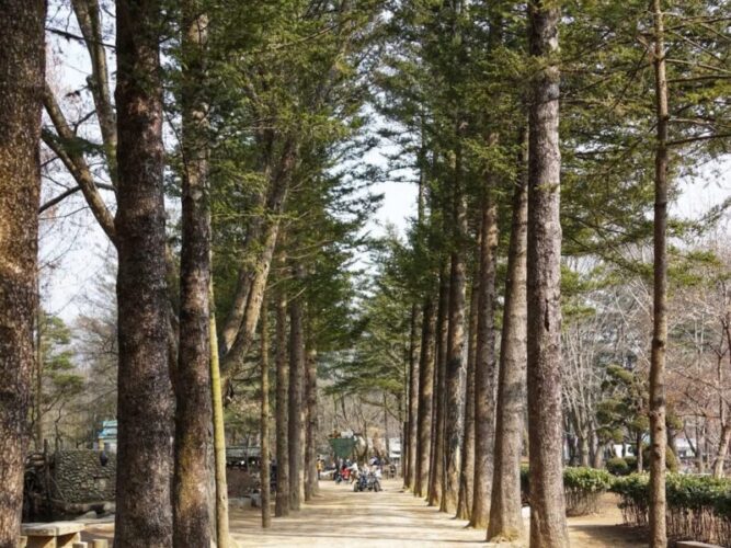 Day Trip to Nami Island Itinerary: A Travel Guide Blog - MyTravelBuzzg