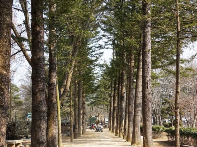 Day Trip to Nami Island Itinerary: A Travel Guide Blog - MyTravelBuzzg