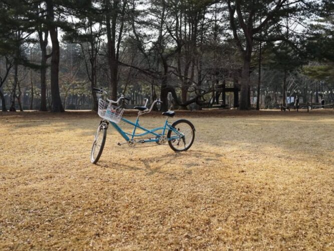 Day Trip to Nami Island Itinerary: A Travel Guide Blog - MyTravelBuzzg
