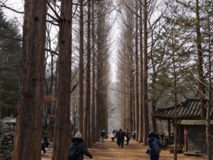 Day Trip to Nami Island Itinerary: A Travel Guide Blog - MyTravelBuzzg