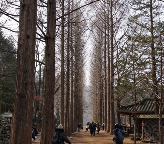 Day Trip to Nami Island Itinerary: A Travel Guide Blog - MyTravelBuzzg